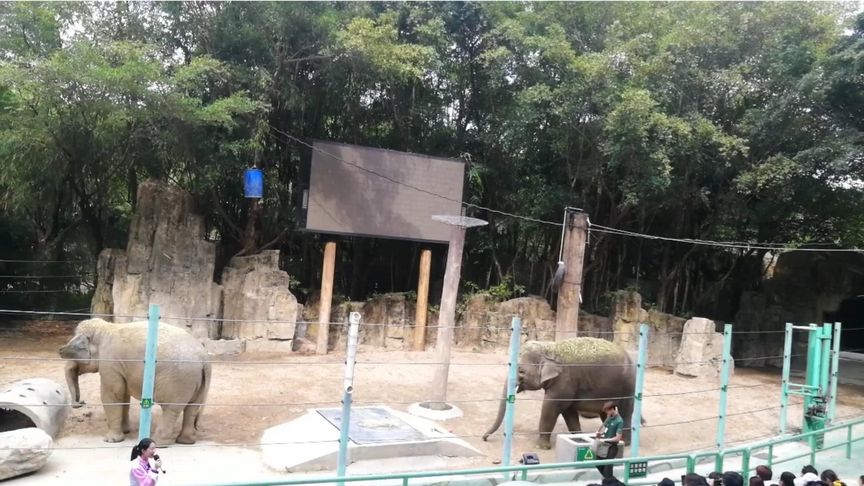 长隆野生动物世界下午3点大象传奇表演!学习了许多大象知识!