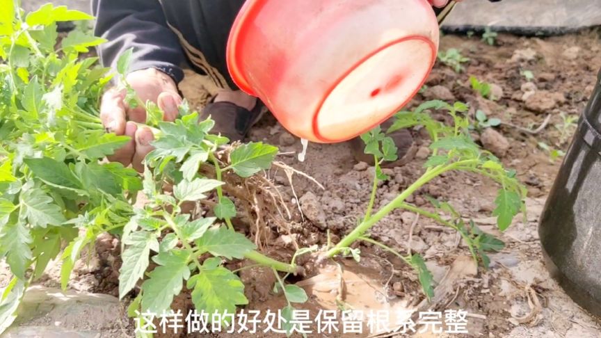 西红柿苗这样移栽,成活率百分之百,方法你知道吗?