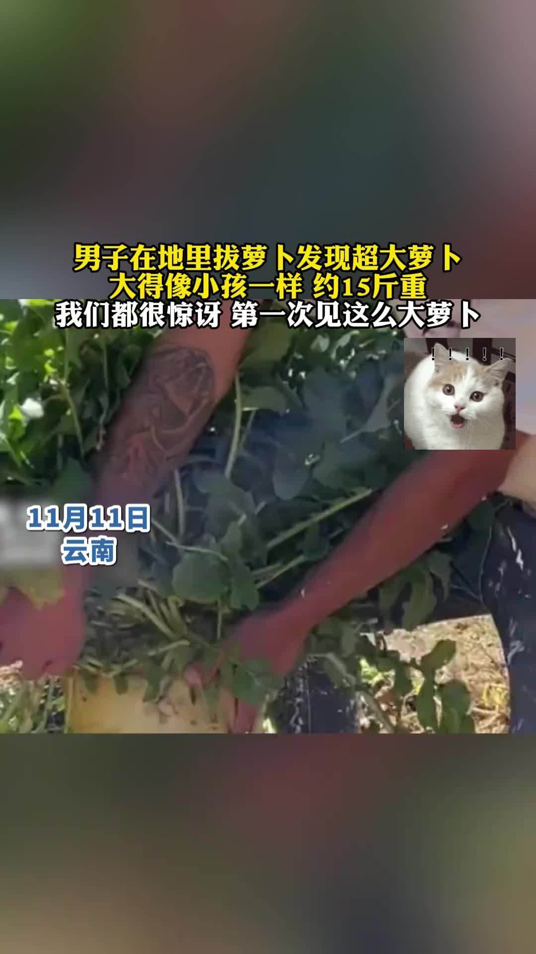 男子在地里拔萝卜发现超大萝卜大得像小孩一样 约15斤重