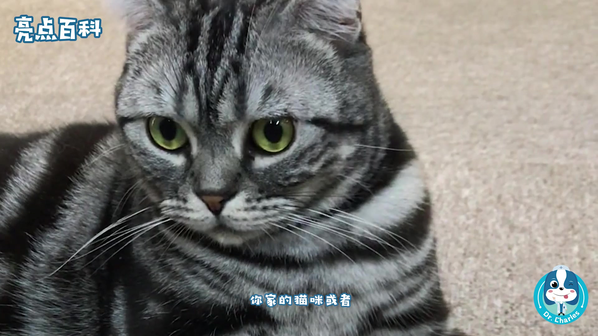 多数猫咪都会出现的应激反应竟然这么可怕?