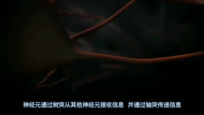 亲眼目睹神经递质运输机制