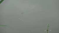 钓鱼:平风无浪,看鱼星点点、星漂沉浮、真过瘾!