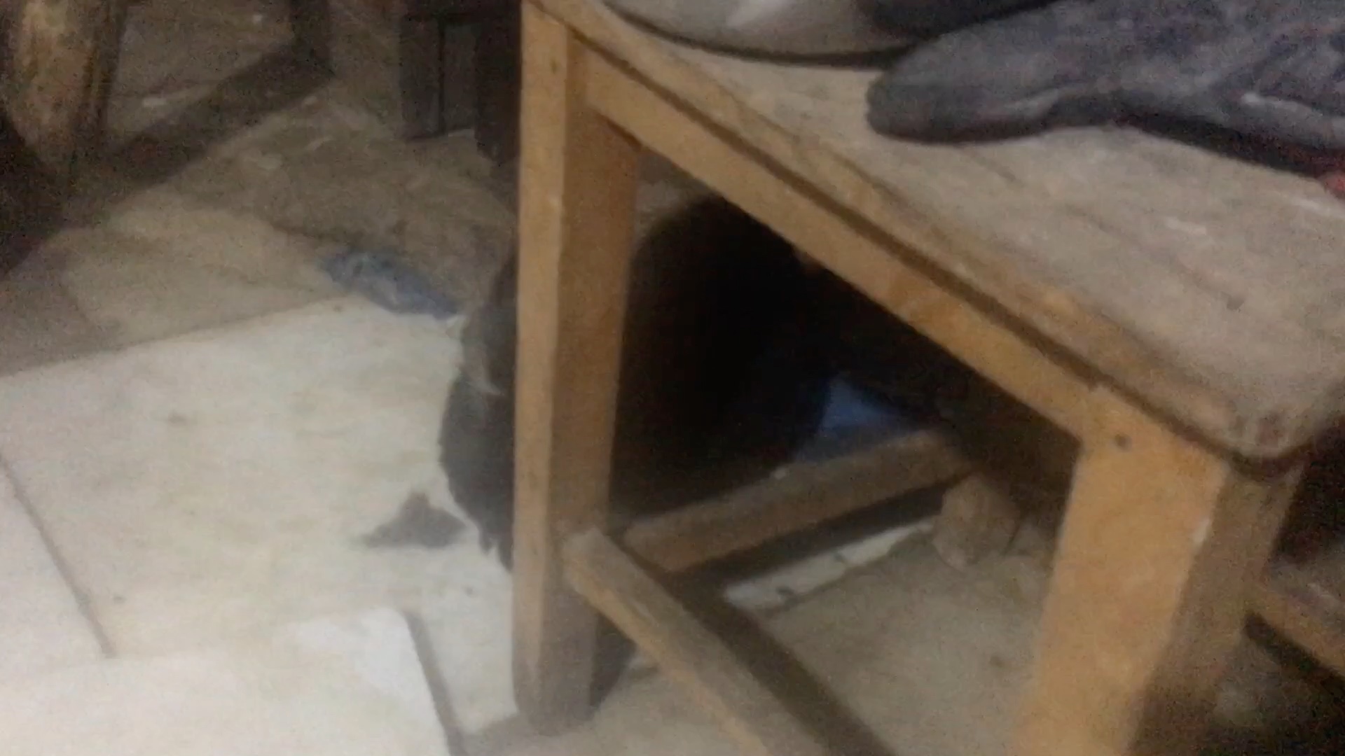 这难道就是犬瘟后期的神经症状吗?一直叫唤,换个神经衰弱的人,早受不...