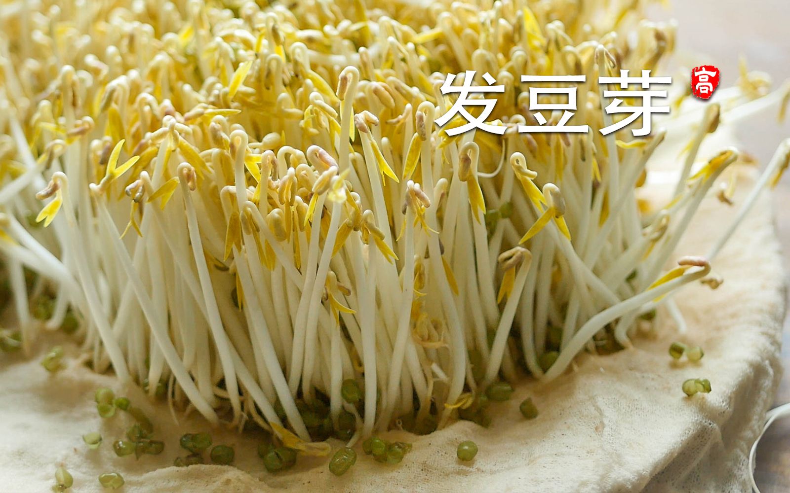 【小高姐】在家发豆芽 方法简单靠谱 三个要点 一次成功