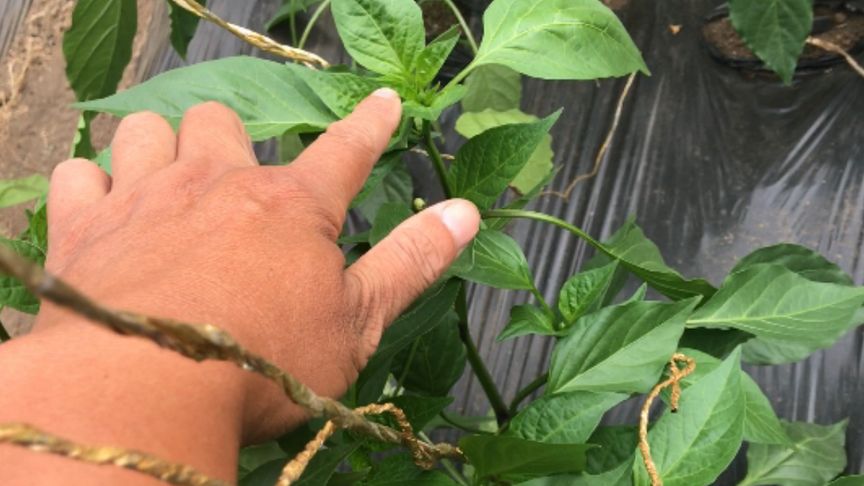 辣椒种植大棚里,老赵教你关键时期的施肥管理技术,辣椒产量翻番