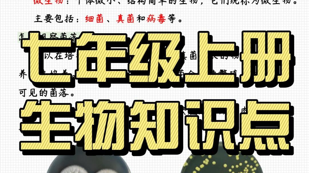 2024版七年级上册生物知识点总结(六)微生物