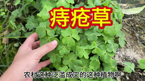 农村泛滥成灾的"痔疮草",很多人还不认识,一起认识并了解一下