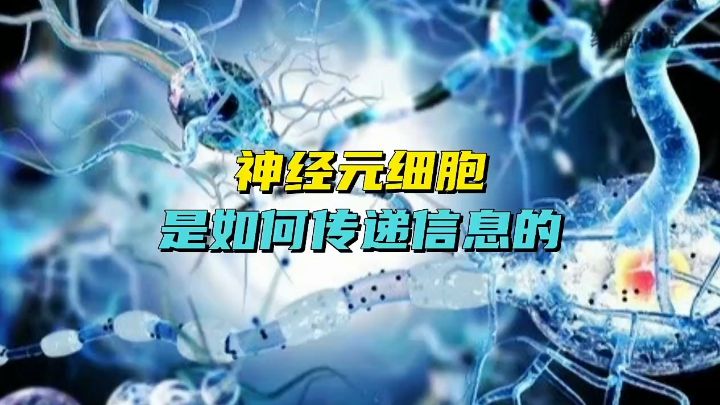 神经元细胞是如何传递信息的@中视频伙伴计划官号