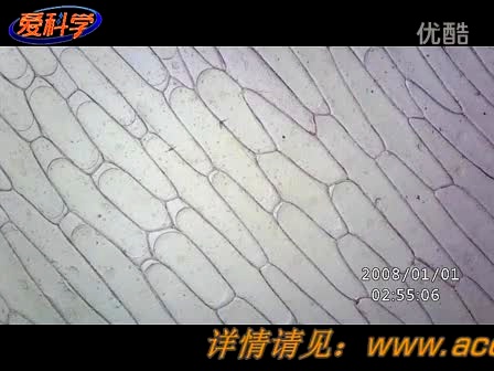洋葱表皮细胞的质壁分离实验