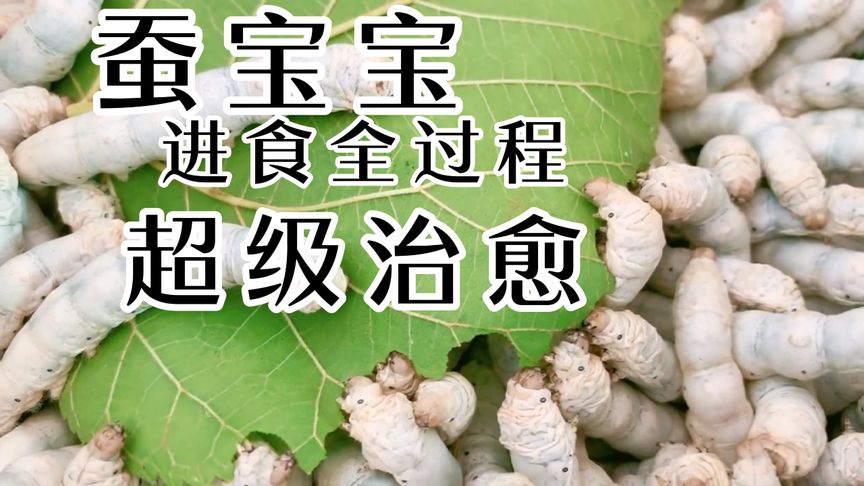 蚕宝宝“吃饭”全过程,沙沙的像下雨声一样超级治愈,你养过吗?