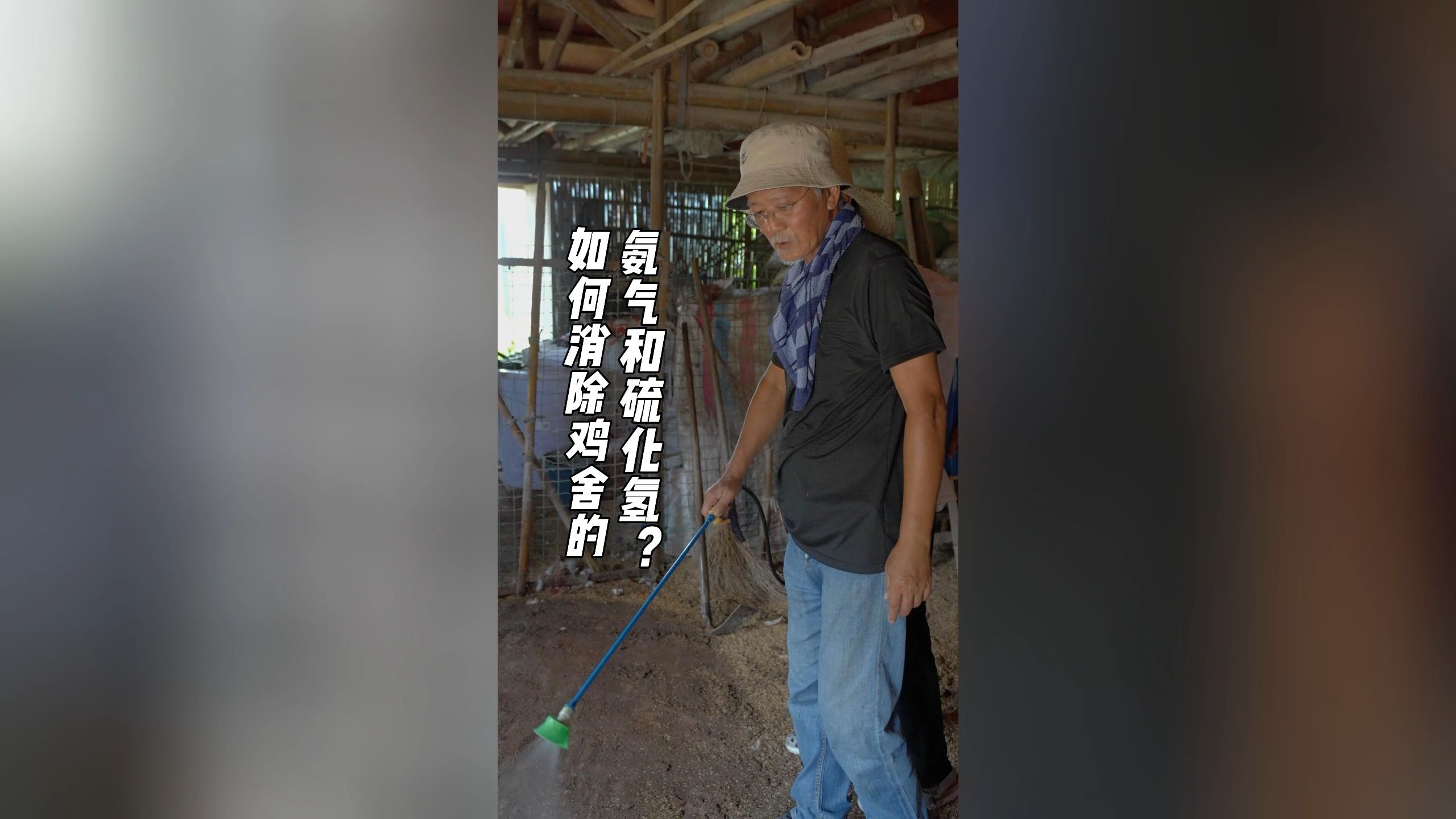 如何消除鸡舍内氨气和硫化氢?
