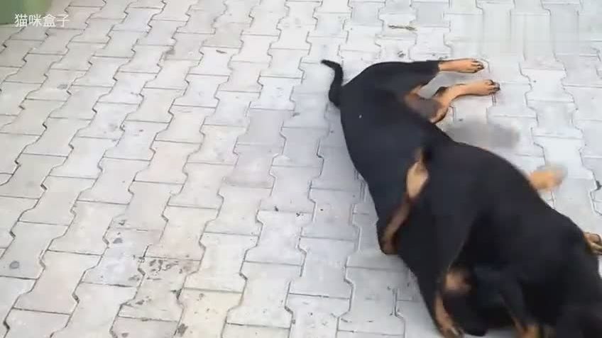 三月大的小罗威纳犬已经迷上打架 狗妈妈也不管管