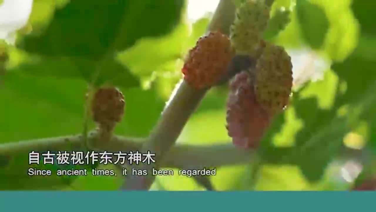 桑白皮为桑树根的皮具有泻肺平喘行水消肿的功效
