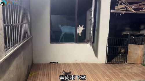 边牧:别白费力气了,我的系统识别不出羊!