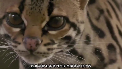 猫科动物的树上高手:进化特征与生存策略揭秘