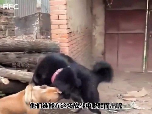 比特犬竟然与藏獒扭打了在一起,现场双方不断的猛烈撕咬着对方