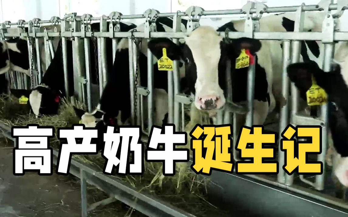 山东“高产奶牛”诞生记:种业突破卡脖子难关 试管牛胚胎成本控制在...