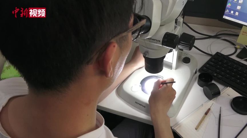 古生物学家揭开野火事件与陆地植被系统演替“关系之谜”