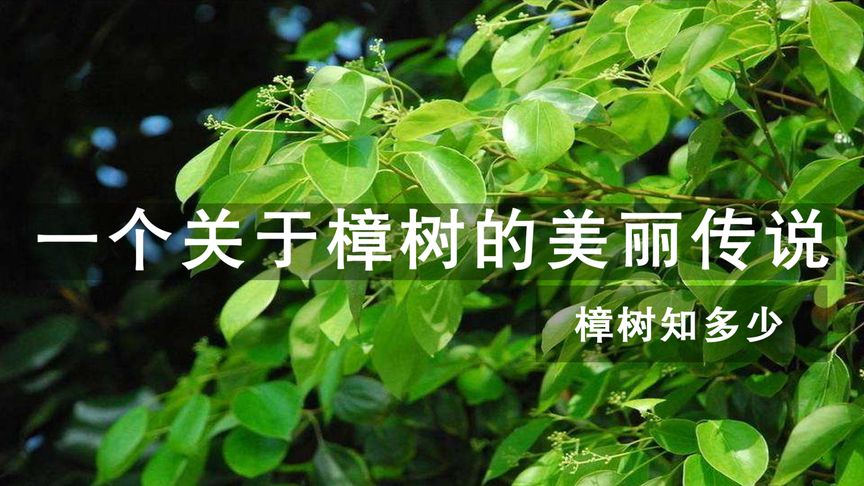 一个关于樟树的美丽传说,樟树国家二级保护植物,你了解樟树吗?