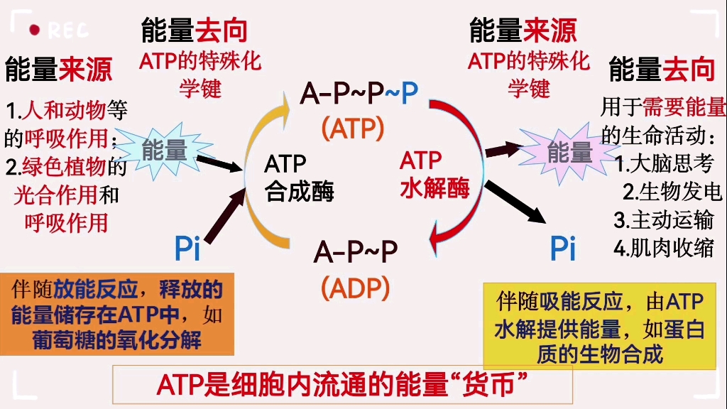 高中生物老师备课经验—一张图搞定ATP和ADP的相互转化