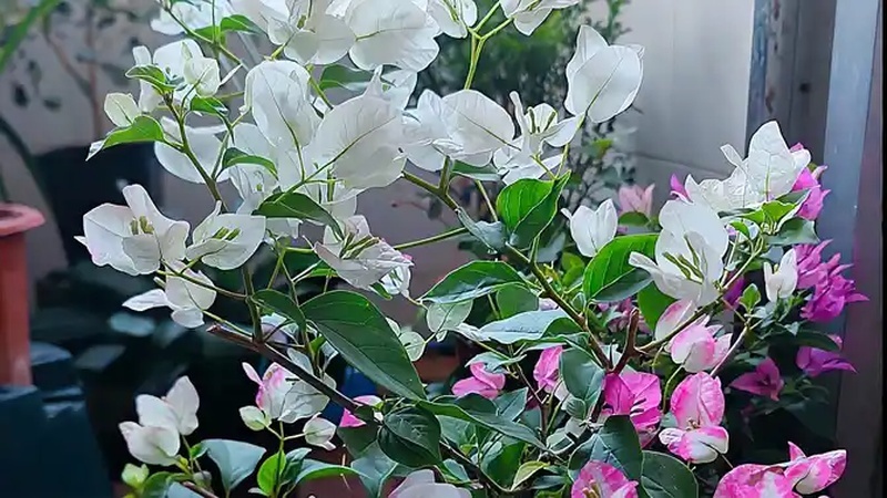 "多菌灵",的3个正确使用方法,让家里的花更健康,开花更加多