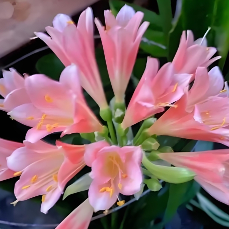 谦谦君子似金柯 