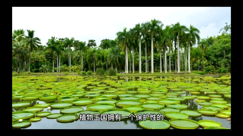 花青素的重要作用有哪些?
