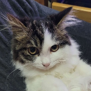 一起youtube学英语 