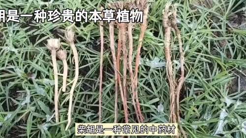 柴胡的根竟有这些神奇功效?中医揭秘你不知道的秘密!