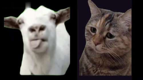 当排列组合遇上委屈猫和山羊,这反应太真实了!