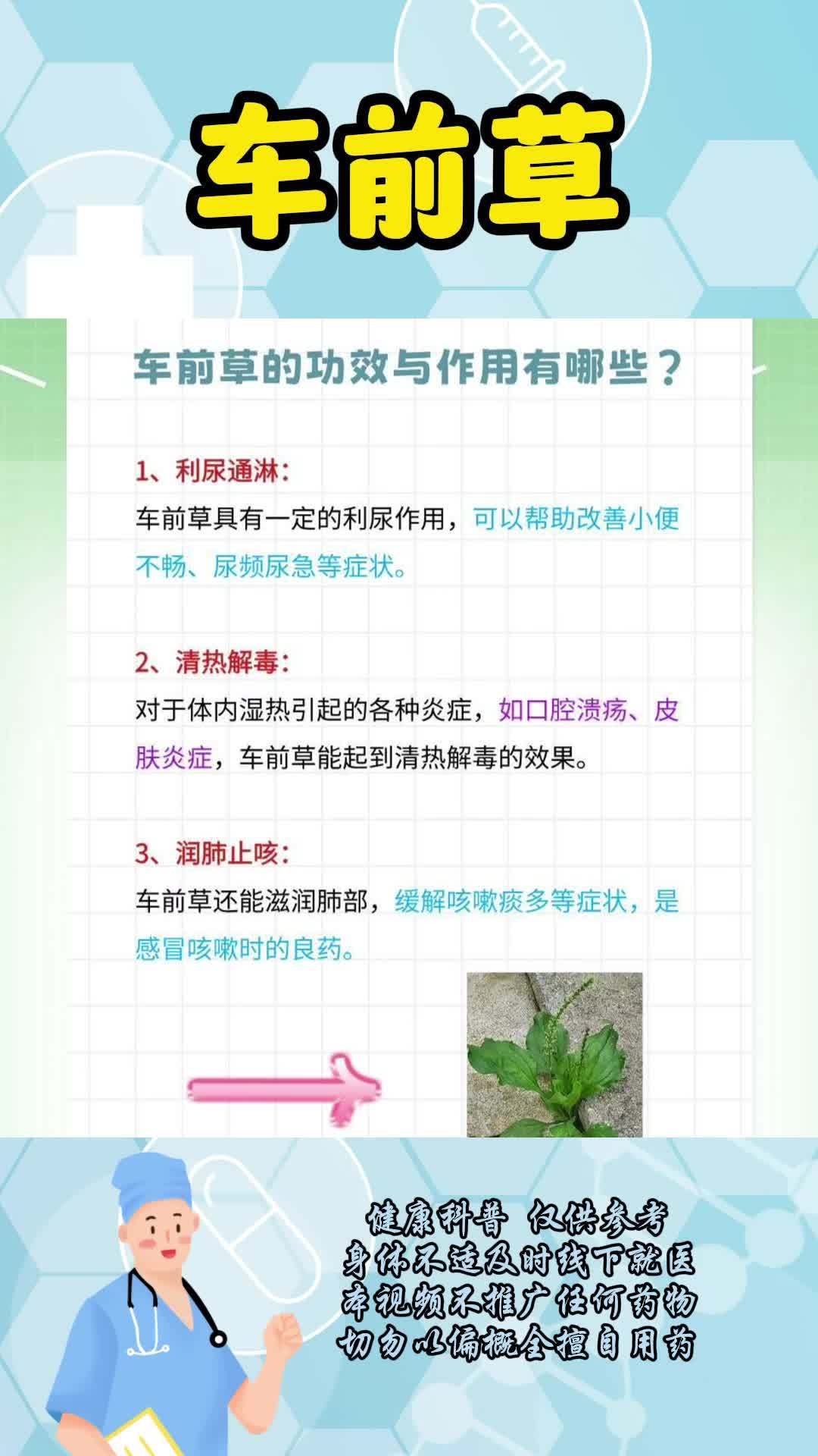 车前草的功效与作用有哪些?揭秘这位田野间的健康守护者!