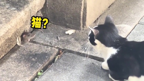 猫抓老鼠,一招制胜!快准狠!