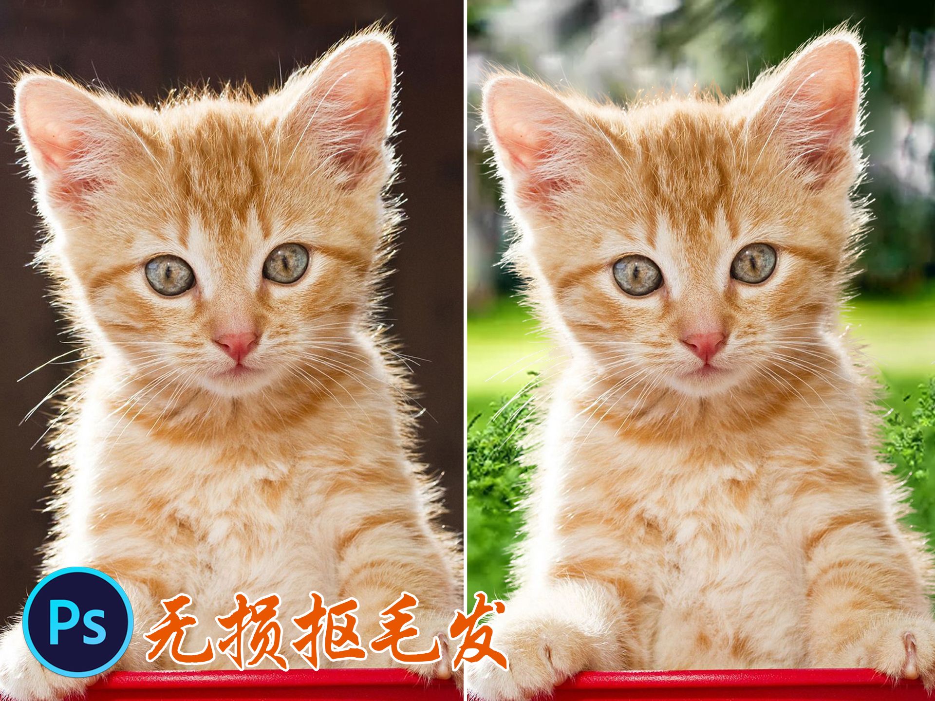 PS教程:摄影师教你使用选择并遮住无损抠毛发