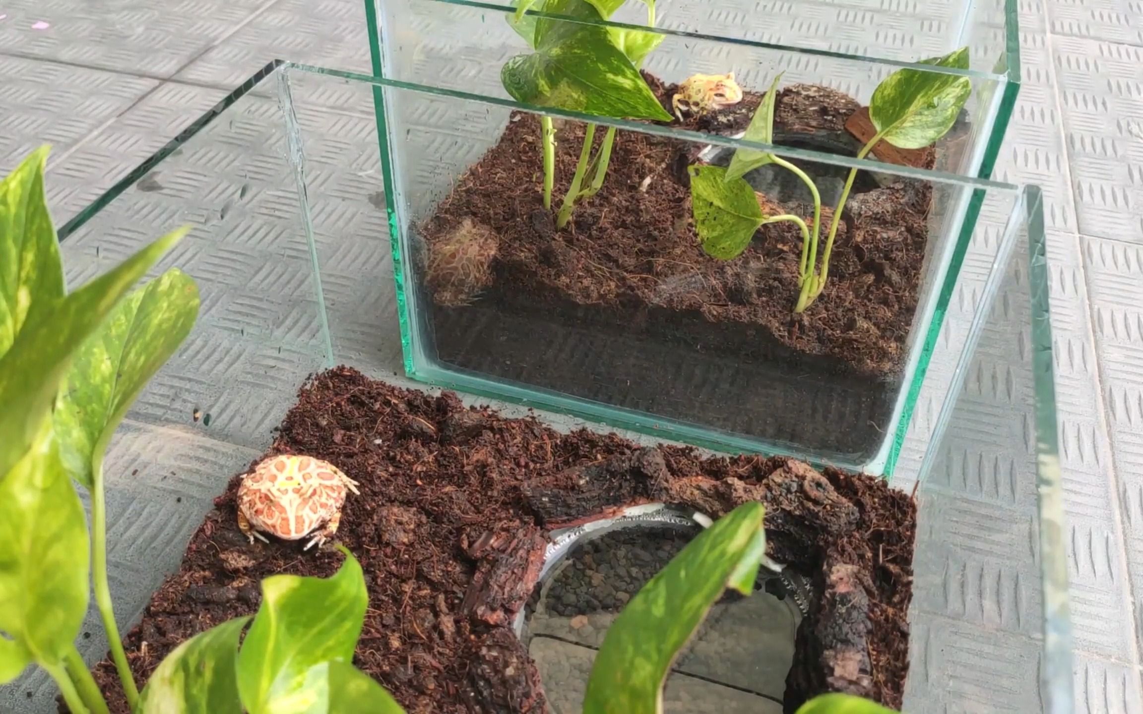 分享一个角蛙生态缸打造思路