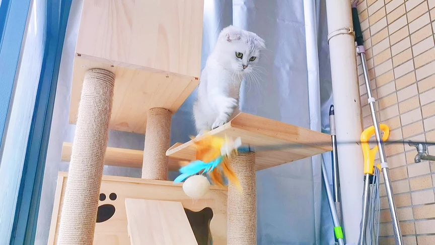 帮铲屎的数数,一分钟内猫咪折折抓住了几次逗猫棒?5次还是6次