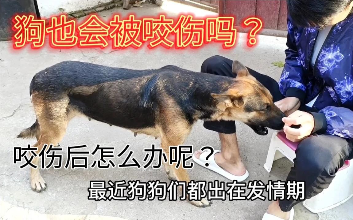 狗被咬伤后,能不能处理伤口呢?这是养狗人都应该知道的常识