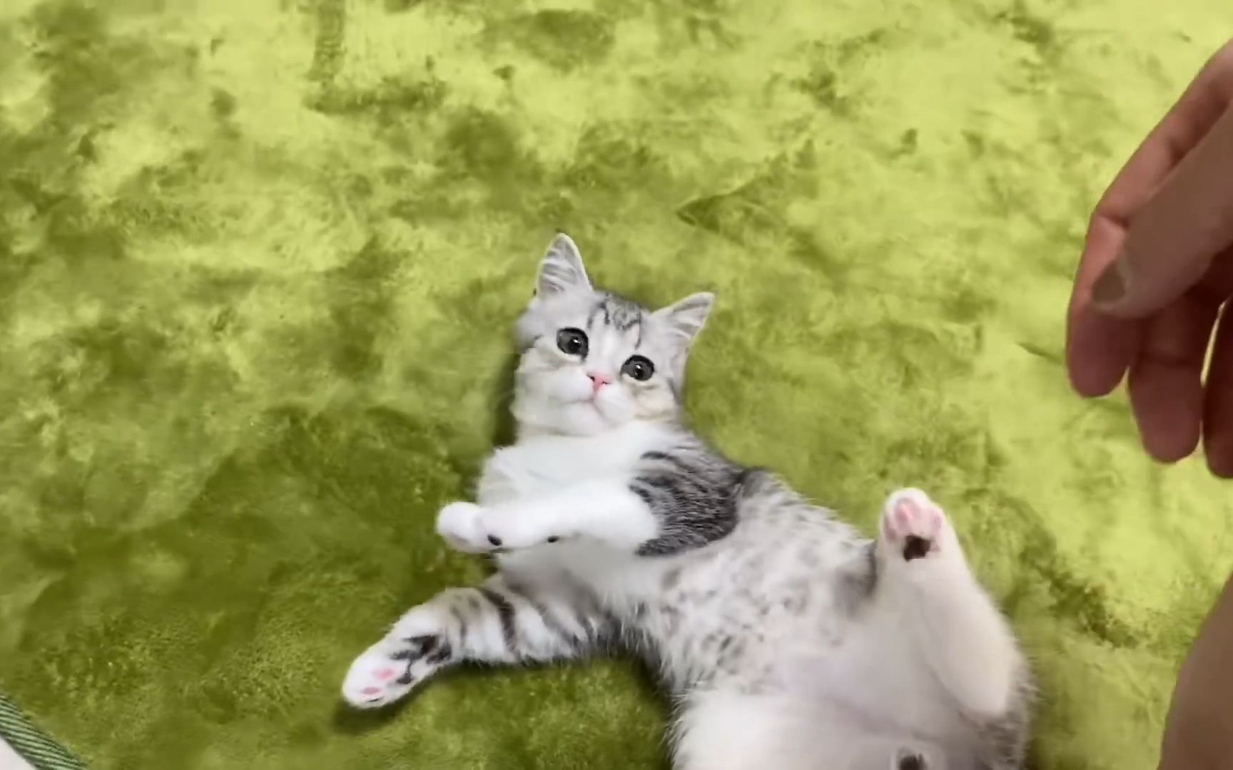 这里有一只跟踪的小猫,它到处跟着你,宠着你。