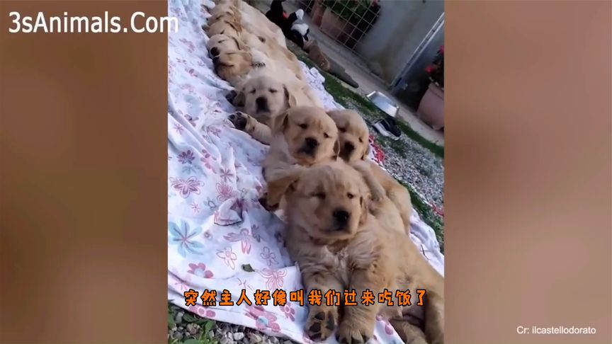 狗狗竟然也有计划生育:人类幼崽如何掌控地球:宠物猫的陪伴必要性