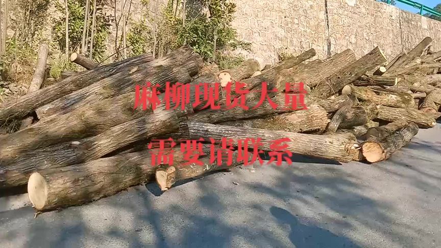 #单板旋切 #旋切机 #旋切 #木皮 #旋切木皮 #麻柳 麻柳旋切木皮