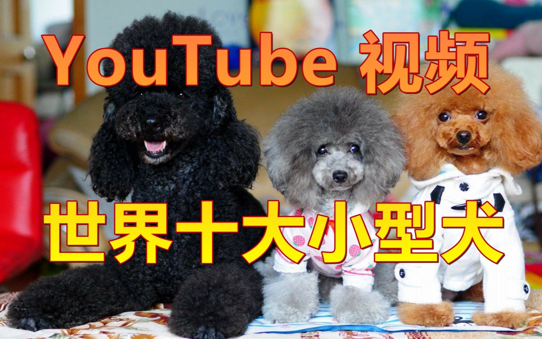【Top 10】世界十大小型犬