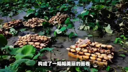 经常吃莲藕,或能收获这5大好处