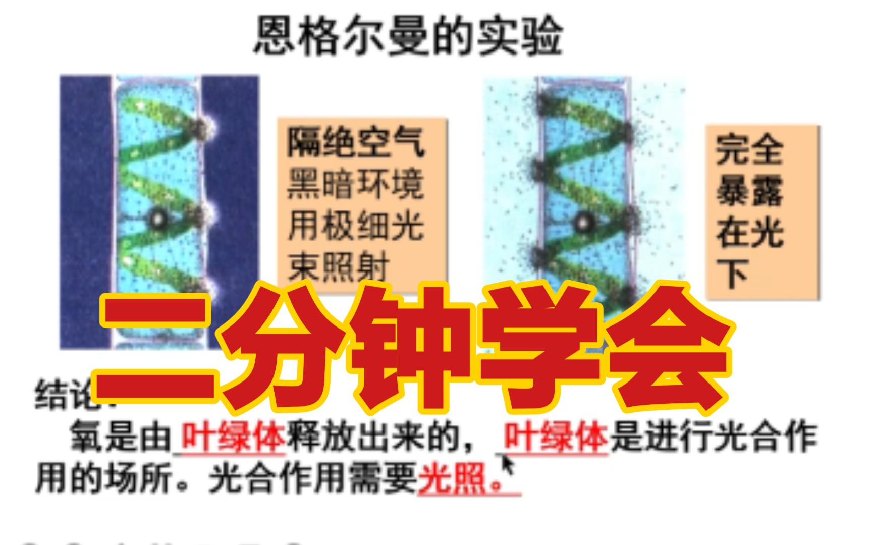 高中生物:恩格尔曼实验