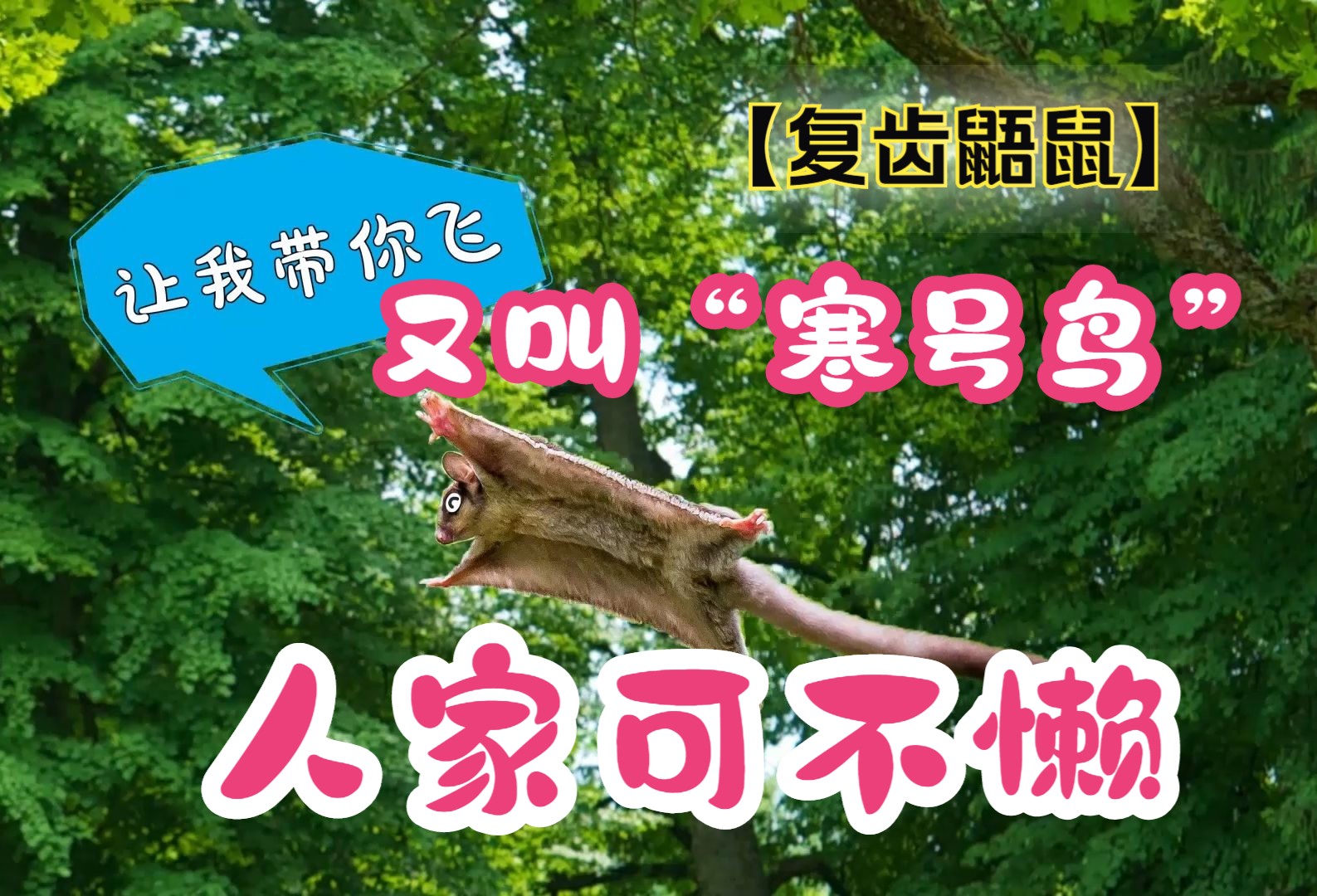 【栖息】寒号鸟是鸟吗?它真的是大懒虫吗?