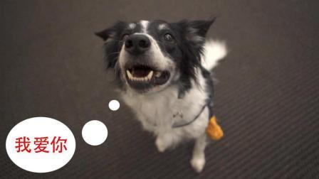 美科学家:十年内让狗说“人话”,狗叫声能翻译成英语!