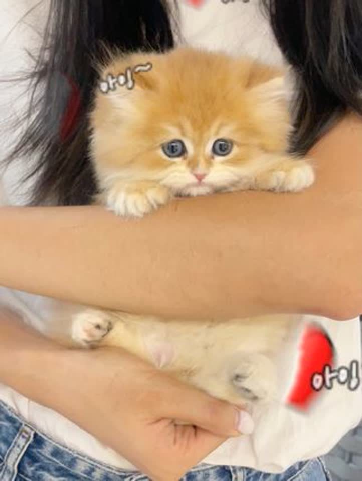 ...妥妥的暖手宝,这样的小猫谁不迷糊呢~#长毛金渐层 #萌到爆炸了 #谁...