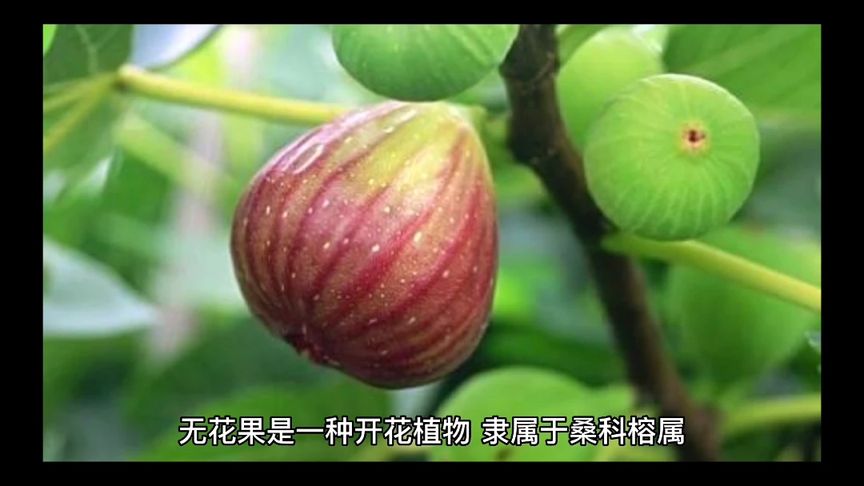 无花果功效与作用