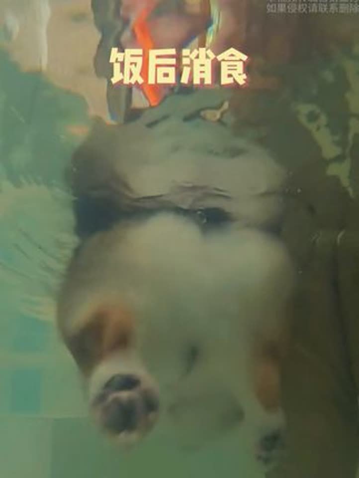 吃喝玩乐睡觉觉,狗狗的生活我的梦#柯基 #狗狗接食物 #萌化了