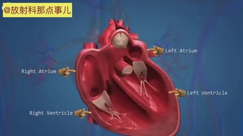 医学3D动画演示:人体的循环系统