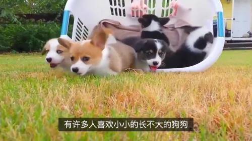 世界上9种最迷你的狗狗:非常可爱 体型小容易养