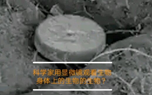 人类使用高级显微镜观察微观世界里,生物身上的生物上的生物。